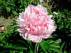 Bulk-Wholesale Pink Bare Root Peonies For Sale | Swedish Touch Peonies